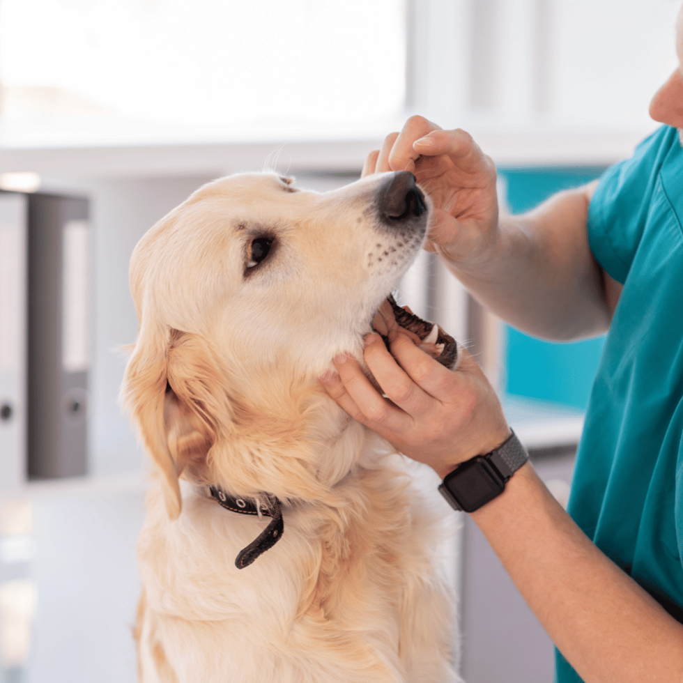 Pet Dental Extractions In New Port Richey, FL | Animal's Best Choice ...