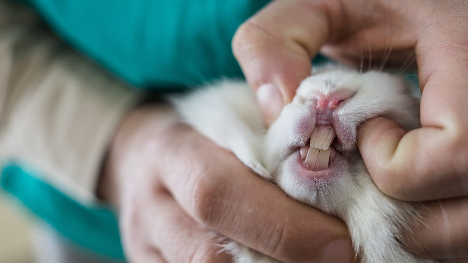 Overgrown Rabbit Teeth